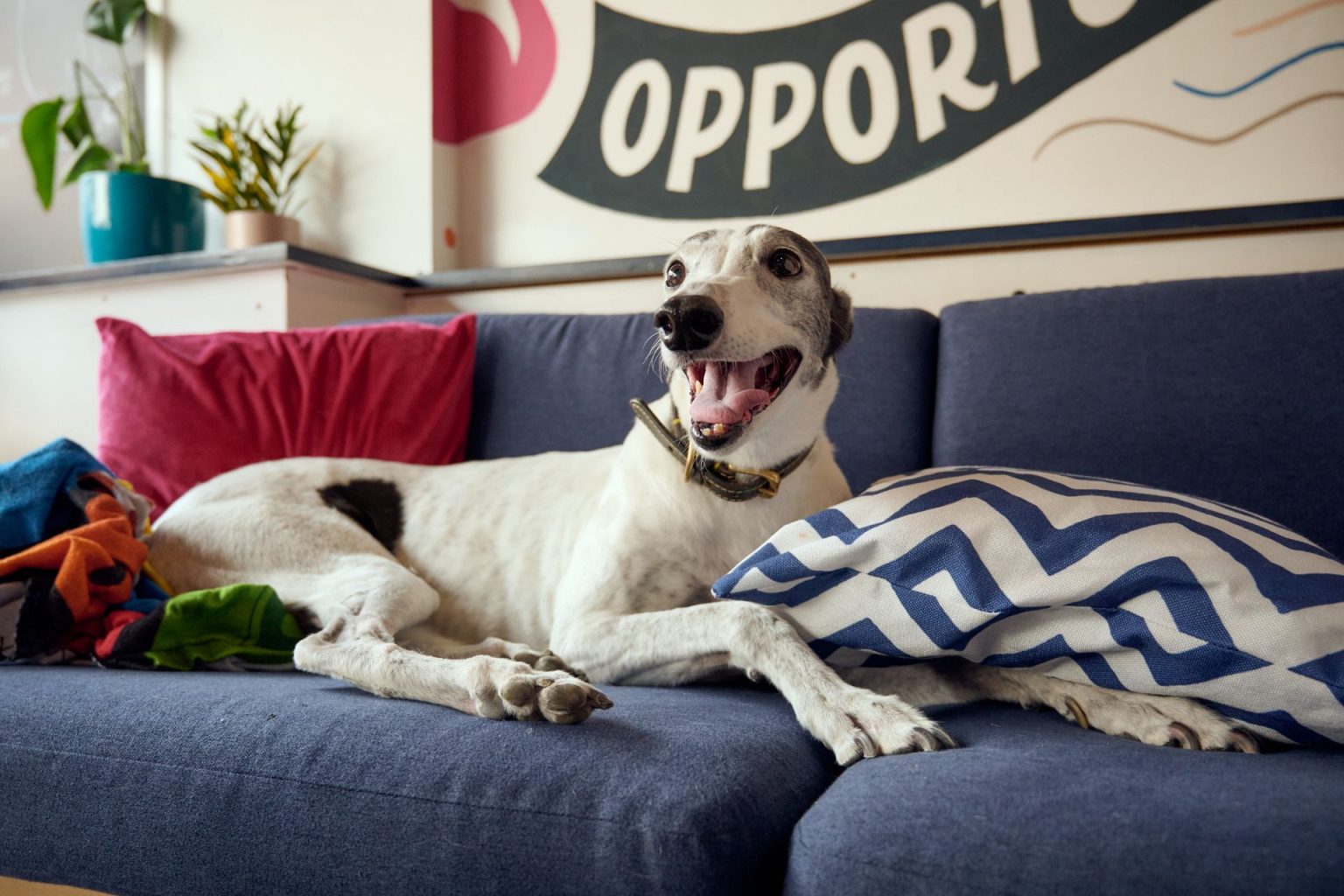 Share your life with a greyhound | Rehoming greyhounds