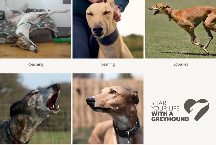 Greyhound information hub | With a greyhound