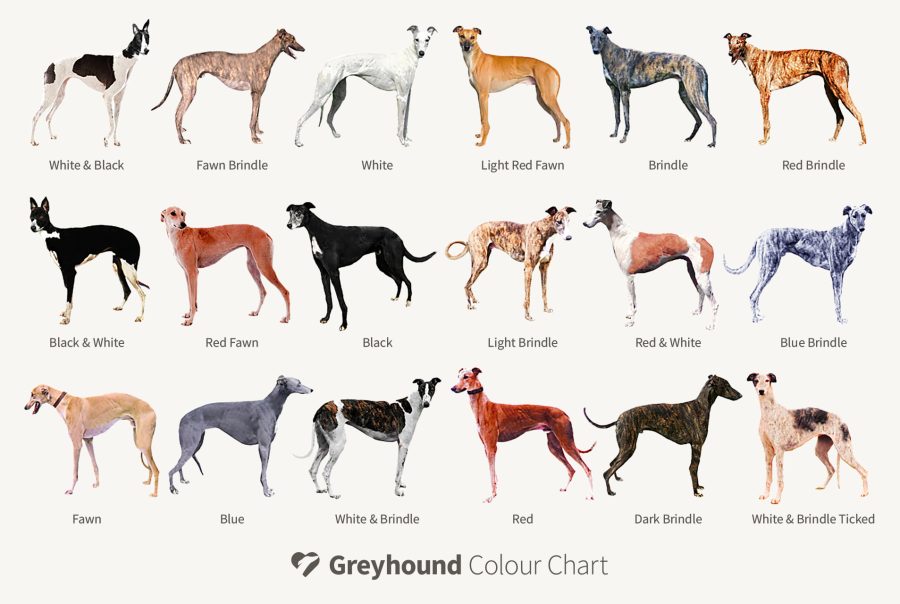 Greyhound information hub | With a greyhound